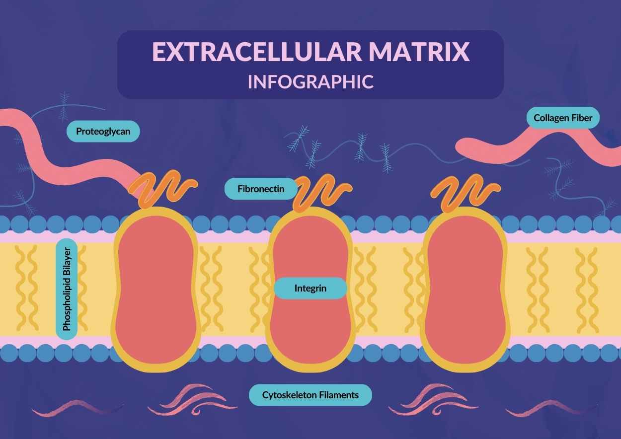 Infografía de la matriz extracelular - Slides gratis